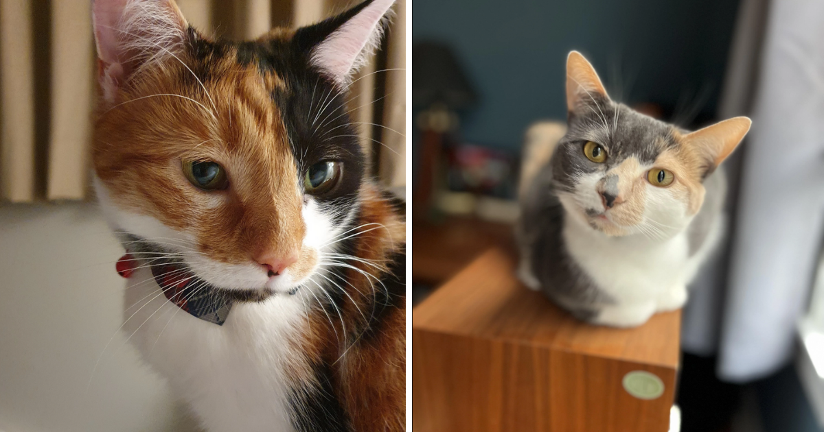 15 Pawdorable Kittens That Fell Into Buckets Of Paint And Got Unique ...