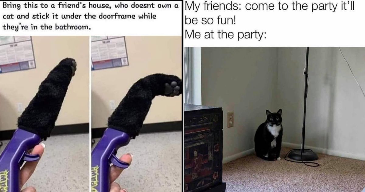 30+ Hilarious Cat Memes To Help You Laugh Through The Pain Of Finishing ...