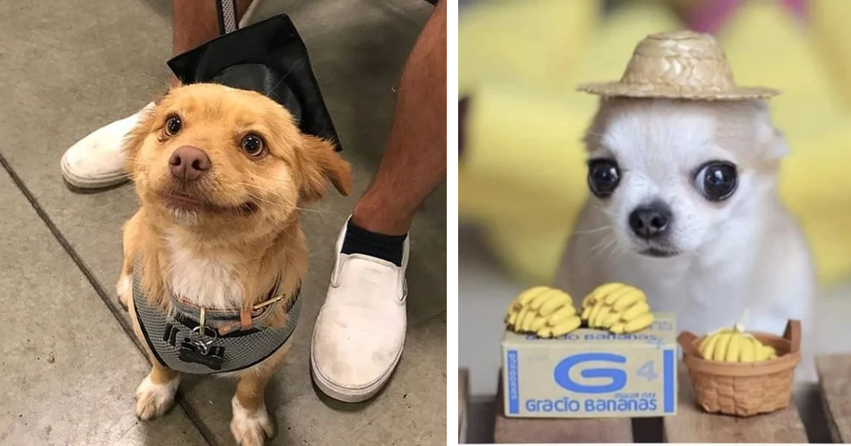 Hats Off To These Pooches: 18 Adorable Dogs Wearing Hats - Animal ...