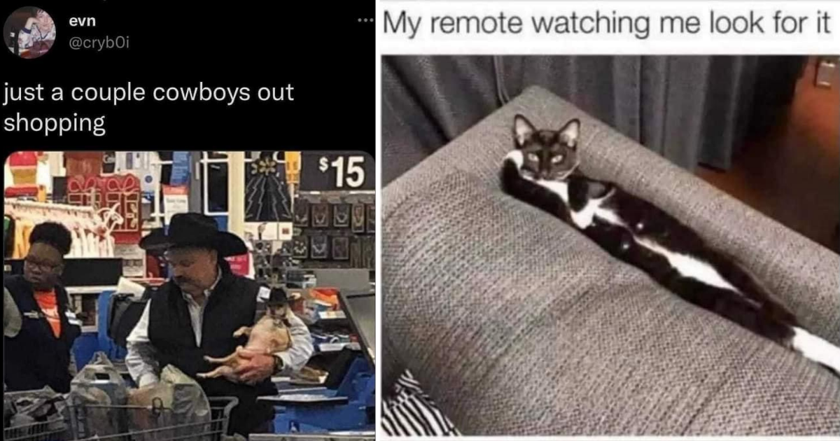 35+ Funny Animal Memes To Help You Giggle Your Way Into A New Week ...