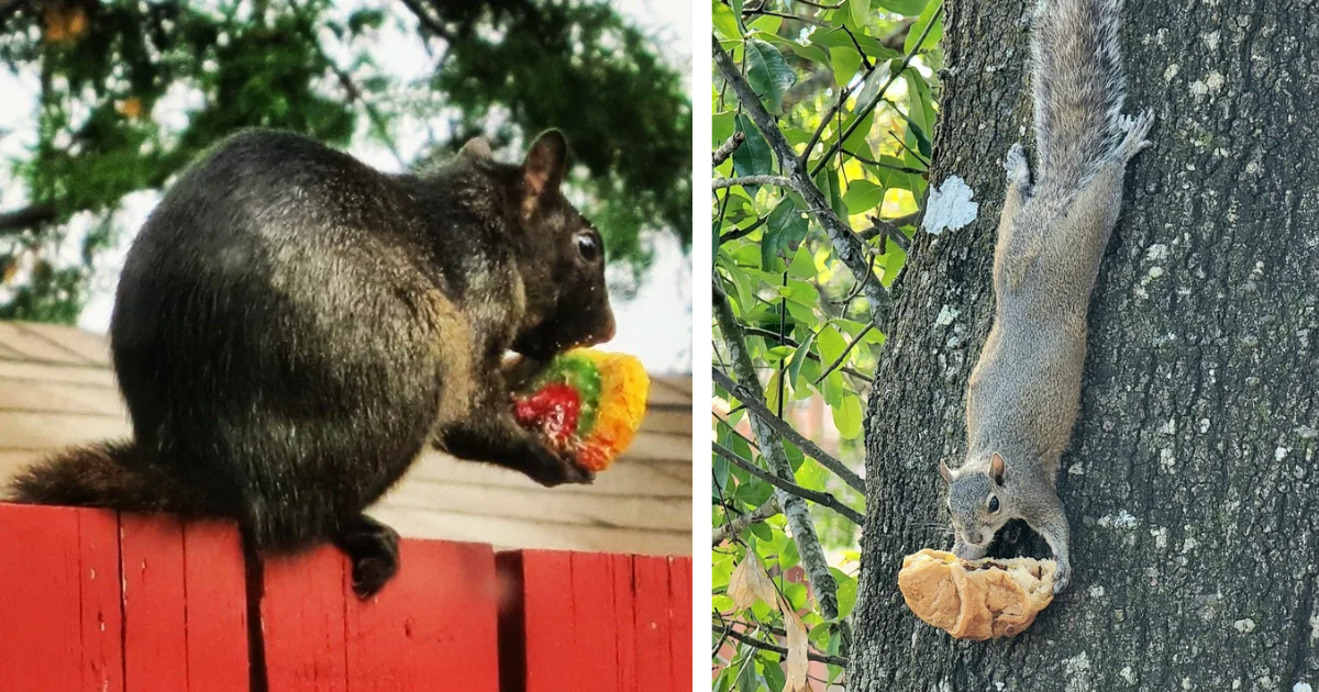 Nuts About Food: 20 Hilarious Photos Of Squirrels Eating The Most ...