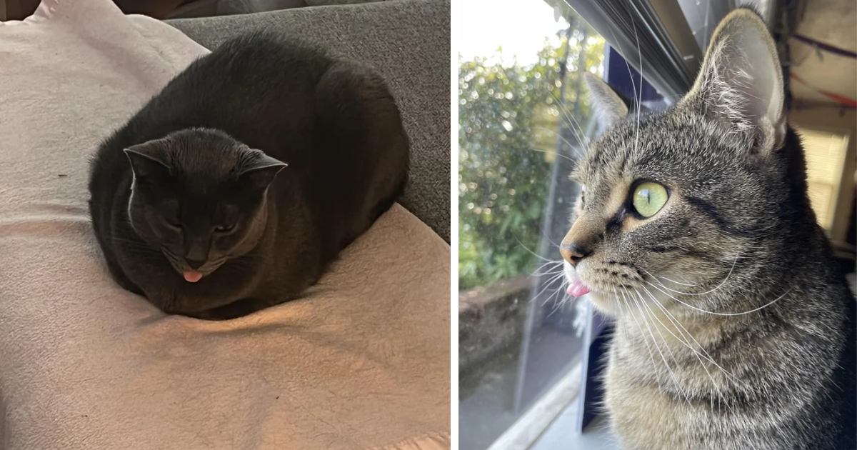 Fur-tunate Bleps: 20 Un-fur-gettably Adorable Cat Blep Pictures - I Can ...