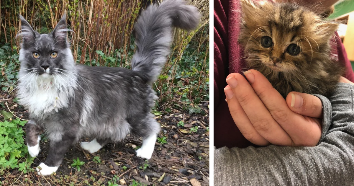 20 Fabulous Feline Floofs To Fluff Up Your Day - I Can Has Cheezburger?