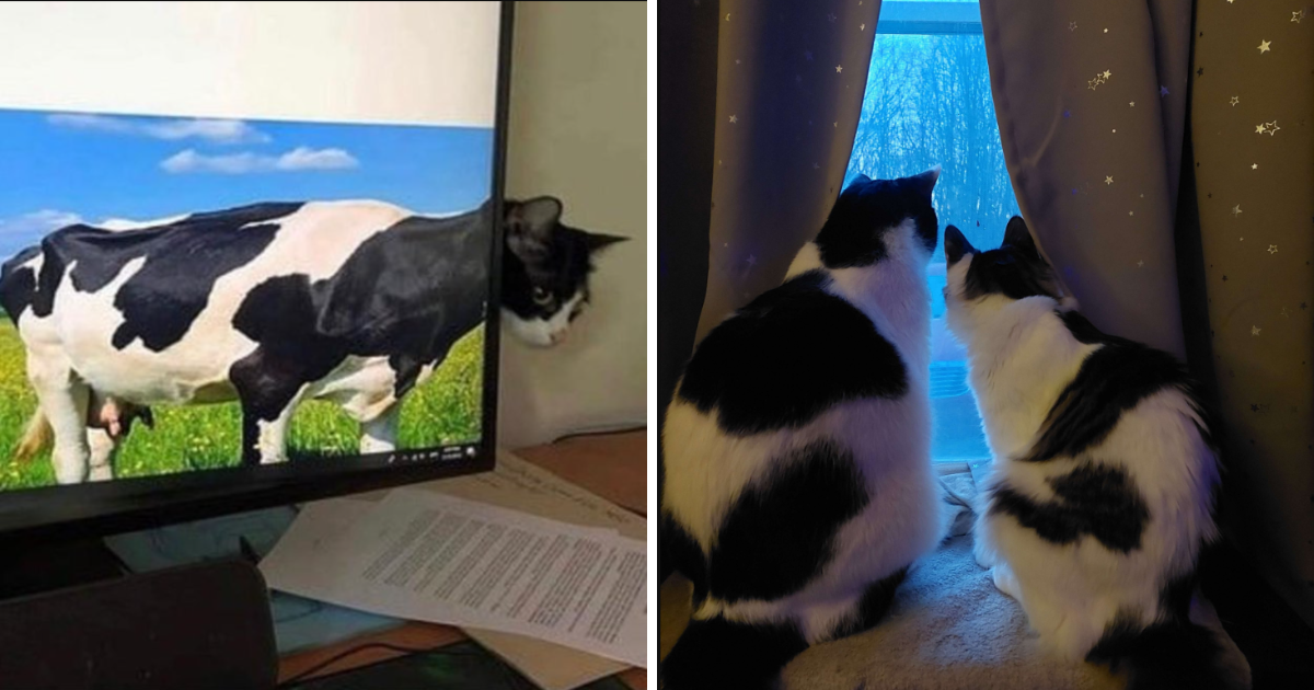 20 Pawdorable Kittens Proving They Are The Best Cows On The Farm - I ...