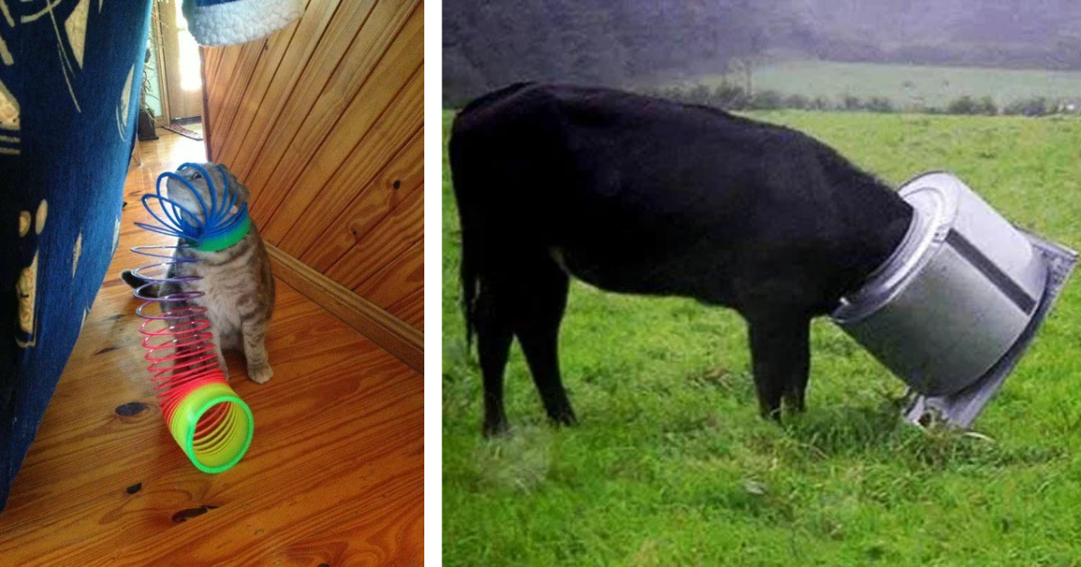 20 Hilarious Photos Of Animals Stuck In The Most Unexpected Places ...