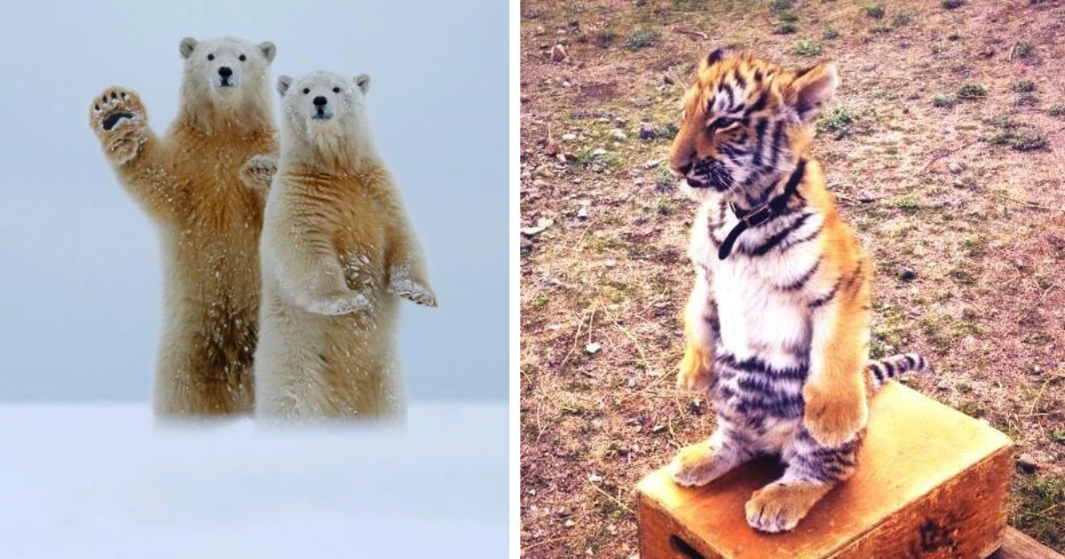 Upright And Alright: 20 Animals Mastering The Art Of Human Posture ...