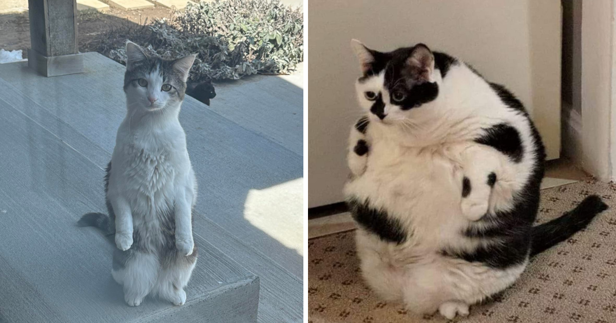 Standing On Two Paws Cuties Ready To Tower Over Us And Take Over Hooman ...