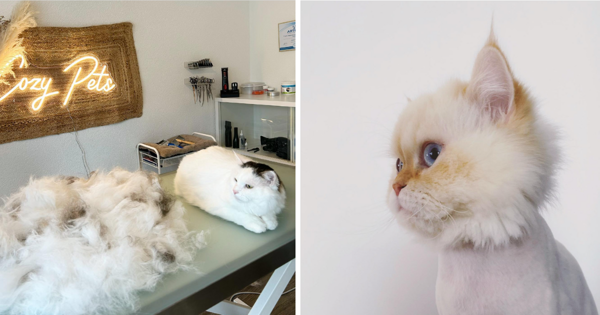 17 Cutie Pie Kittens Showing Off Their New Hair Cuts For Summer - I Can ...