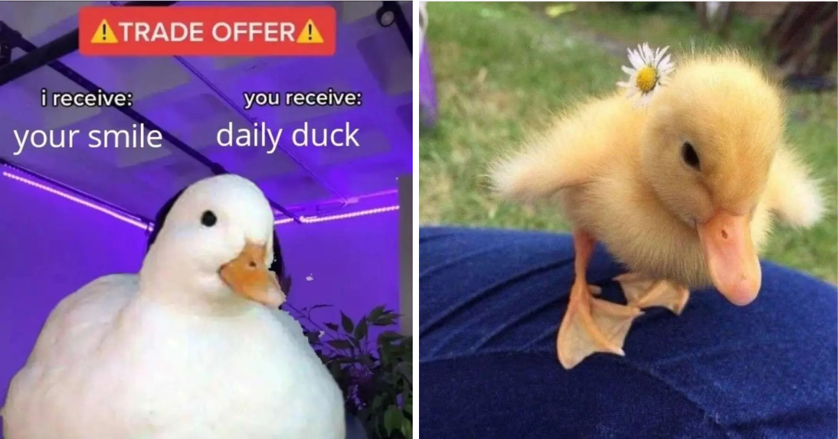 Proof Ducks Are The Cutest And Superior Bird Species (Pictures, Memes ...