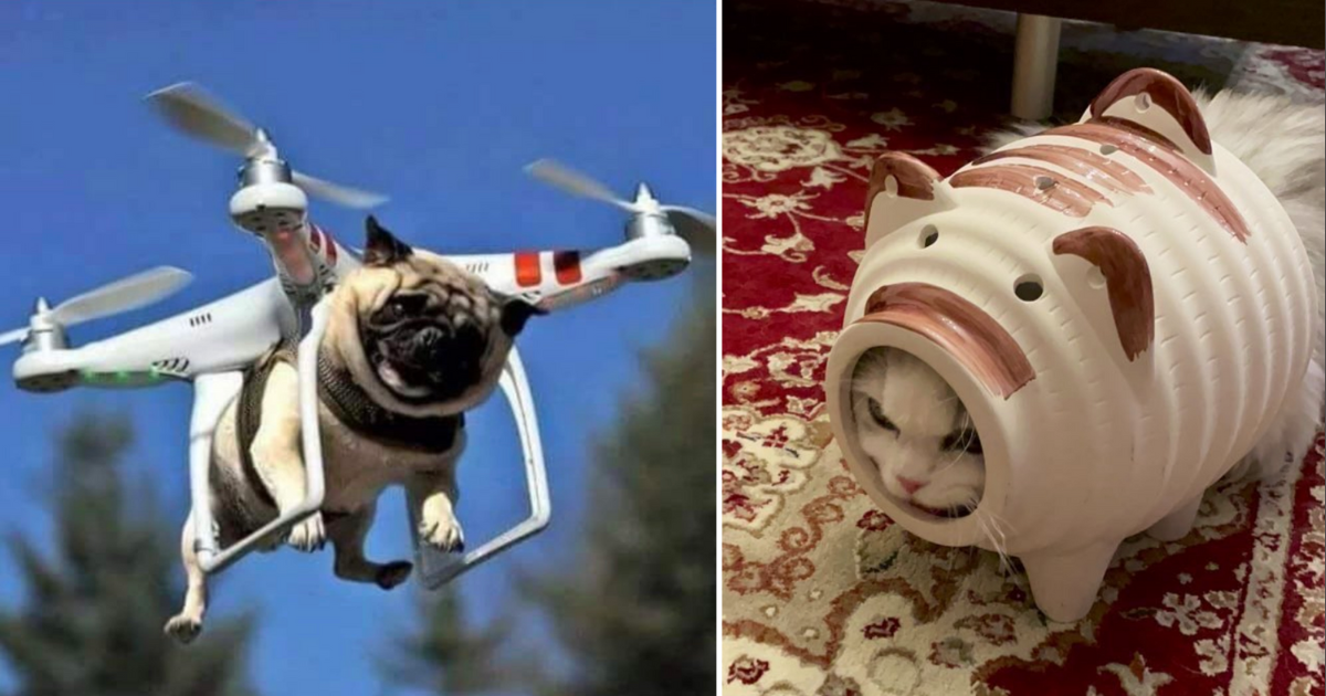 26 Silly Tweets of People's Pets And Favorite Animal Pics To Break Up ...