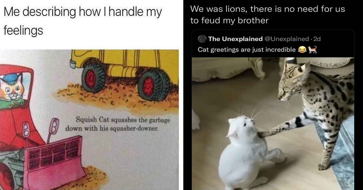 Halfway To Caturday: Purrfectly Funny Cat Memes And Tweets - I Can Has ...