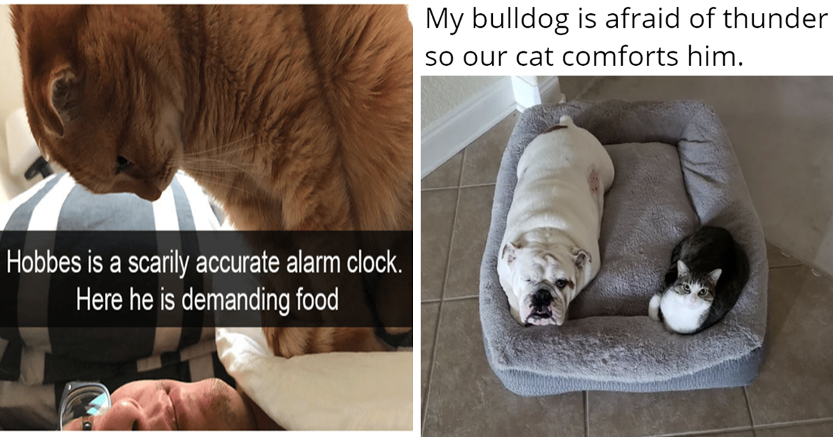 20+ Amusing Cat Memes To Scroll Through Behind Your Boss's Back When ...