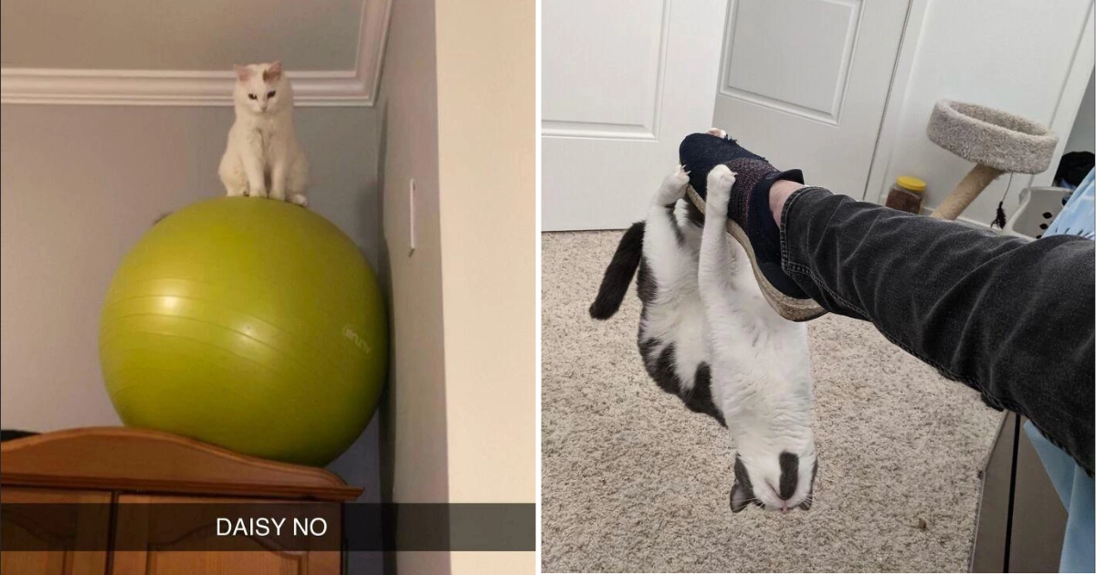 23 Seriously Silly House Cats To Waste Time And Laugh At Instead Of ...