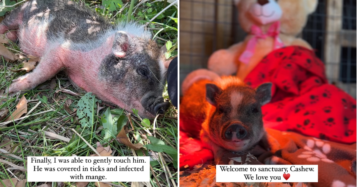 Perfect Piglet 'Cashew' Rescued And Rehabilitated In Wholesome Animal ...