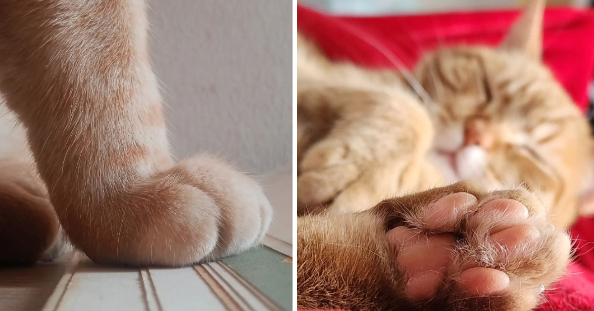 15 Purrfectly Pawdorable Paws On The Cutest Feline Creatures To Show ...
