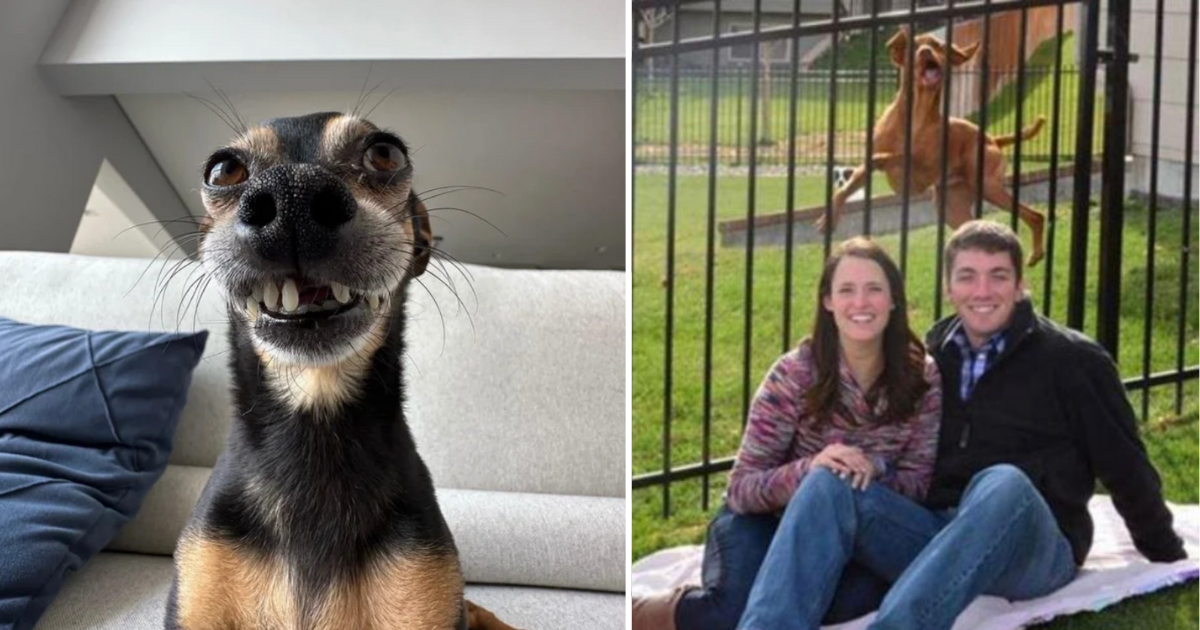 28 Times Doggos Became The Kings & Queens Of Derp-Land In All Their ...