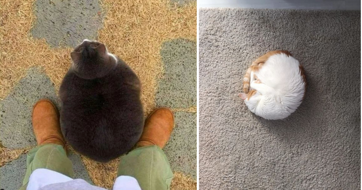25 Purrfectly Round Cats Proving That Kitties Are Spherically Superior ...