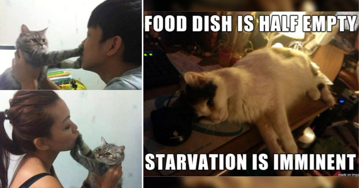 Grumpy Cat Good Imgur