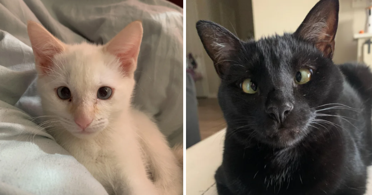 20 Pairs Of Majestic, Magical And Sometimes Cross-Eyed Kitty Eyes - I ...