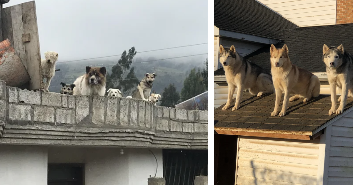 Roof-top Rascals: 21 Hilarious Pictures Of Dogs Living The High Life ...