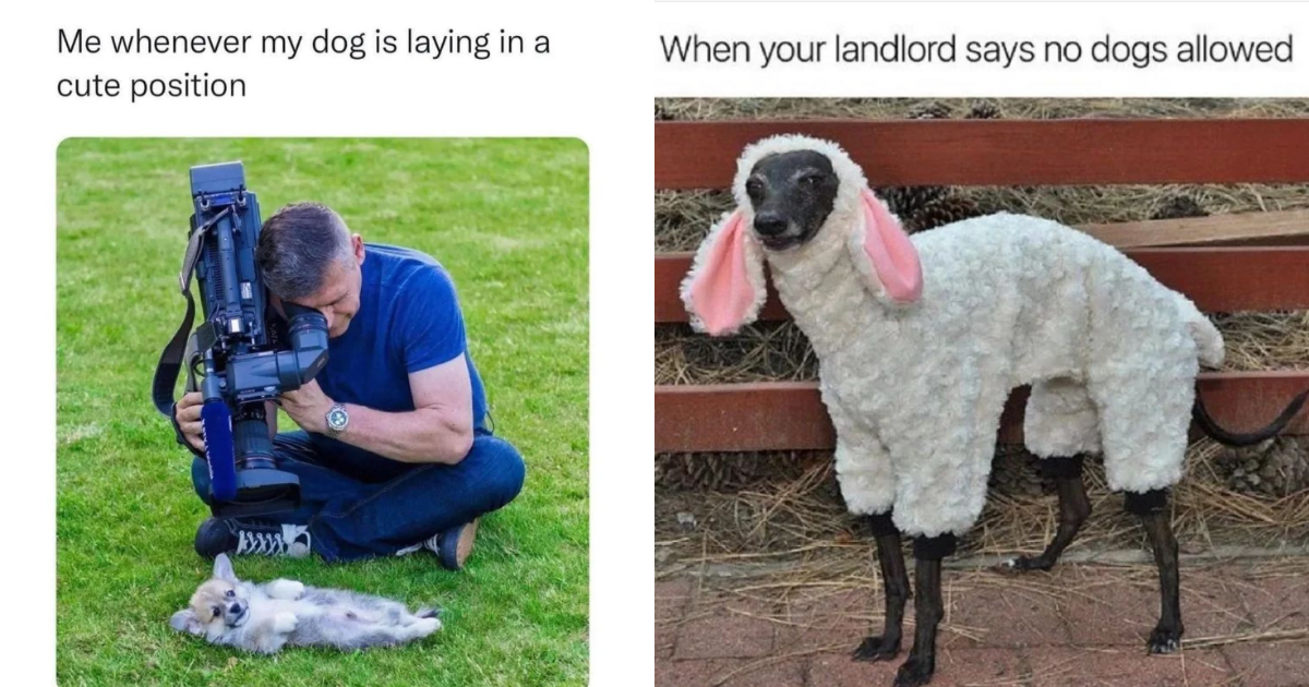 15 Thursday Random And Funny Animal Memes For A Quick Pick Me Up As We Countdown To The Weekend ...