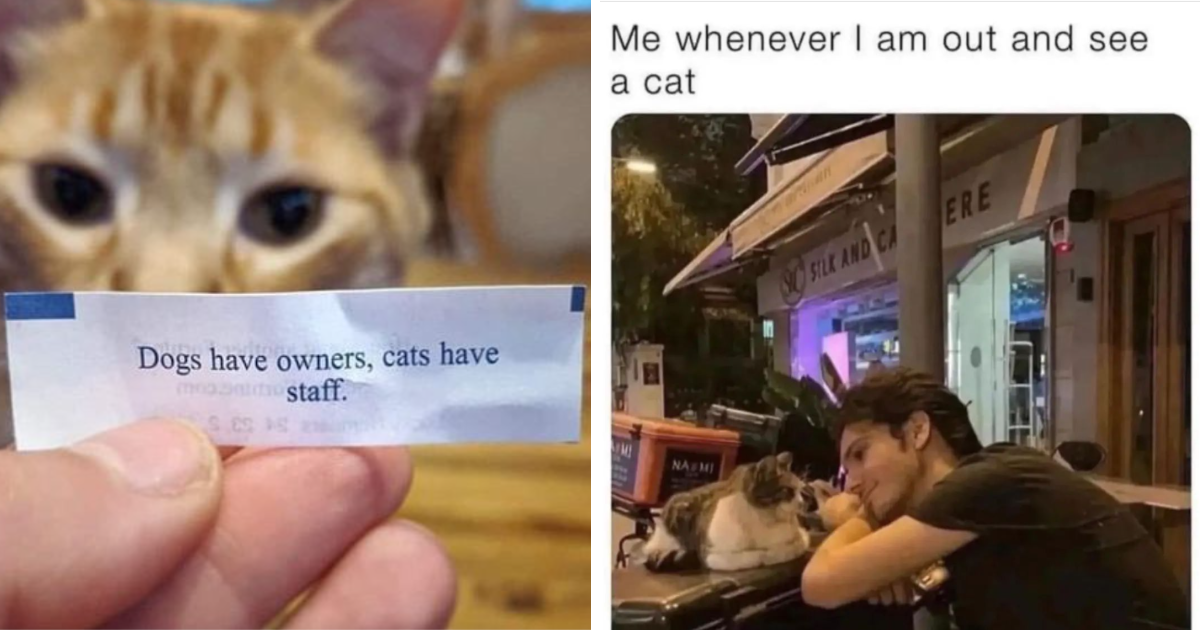 15 Pawsitively, Pawdorable And Pawsome Cat Memes To Celebrate The ...