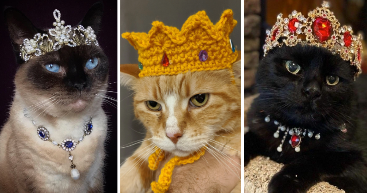 20 Royal Debutante Felines, Freshly Crowned for Their Kitty Coronation - I Can Has Cheezburger?