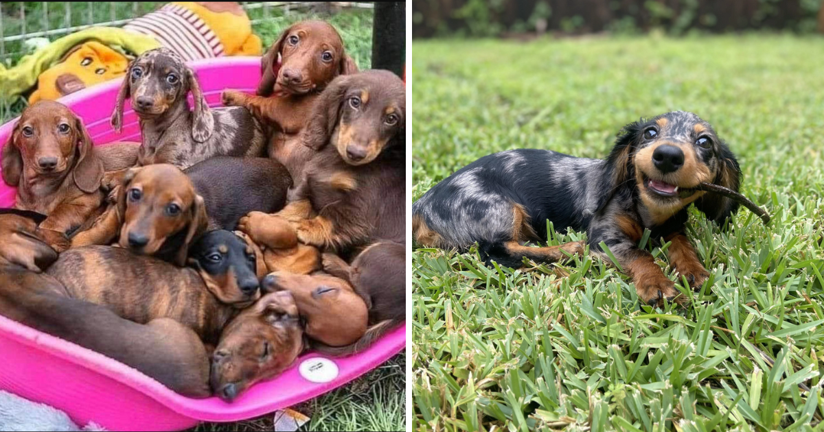 Grab Some Extra Buns For These Sausage Dogs - 20 Dachshund Doggos ...