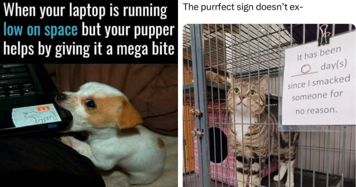 Super Silly Sunday Memage: 16 Absolutely Chortle-Worthy Animal Memes ...