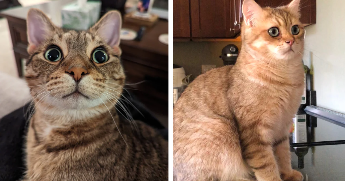 Awe-fully Surprised Kitties: 16 Pics Of Silly Little Startled Cats And ...