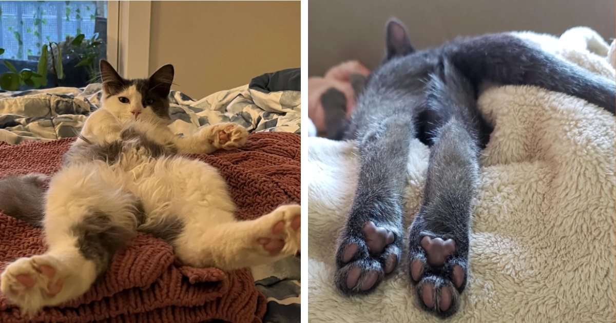 Beautiful Bean Bonanaza: 18 Pawtasticaly Purrfect Pics Of The Cutest ...