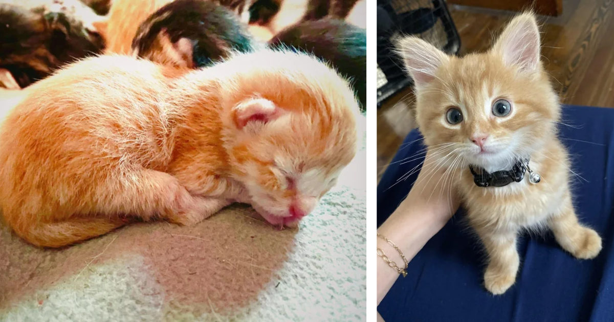 20 Tiny Orange Feline Friends: A Gallery Of Cuteness Overload - I Can ...