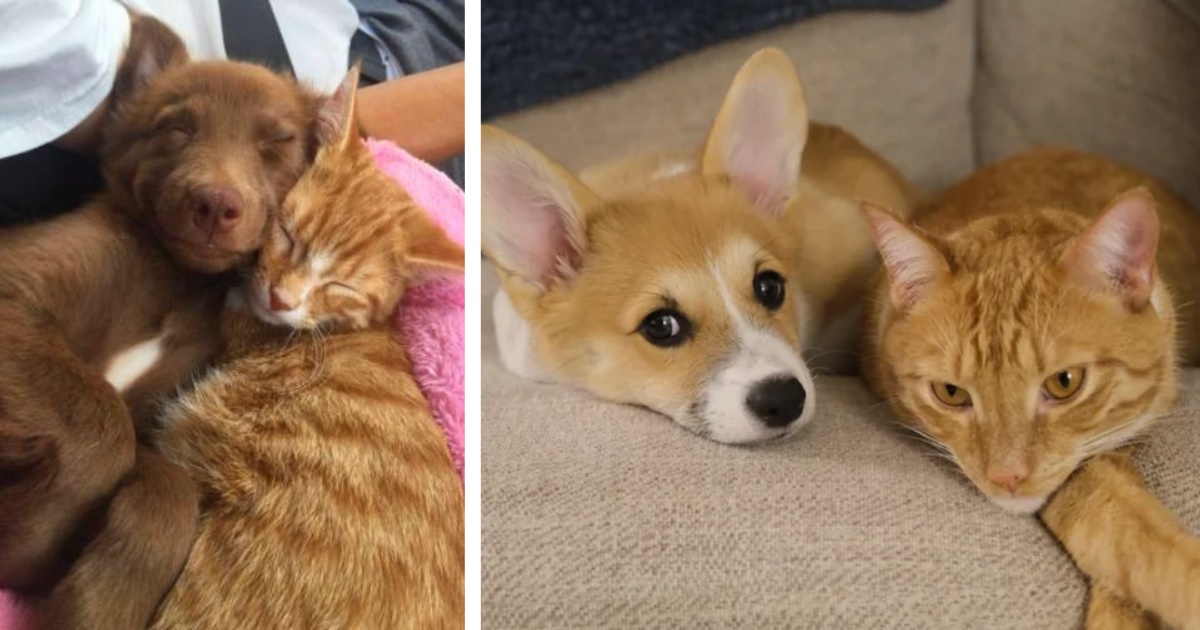 When Frenemies Unite: 21 Tail-Wagging Tales Of Cat And Dog BFFs - I Can ...