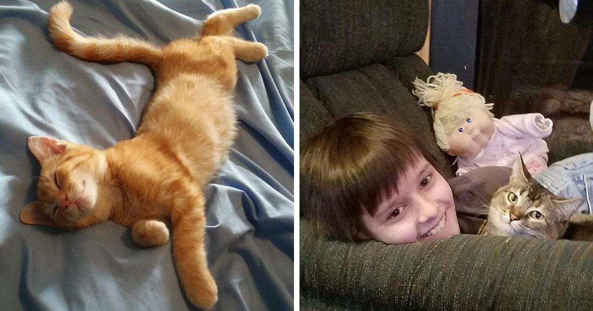 Wholesome Pictures Of Cats Just Being Happy For Some Extra Good Vibes ...