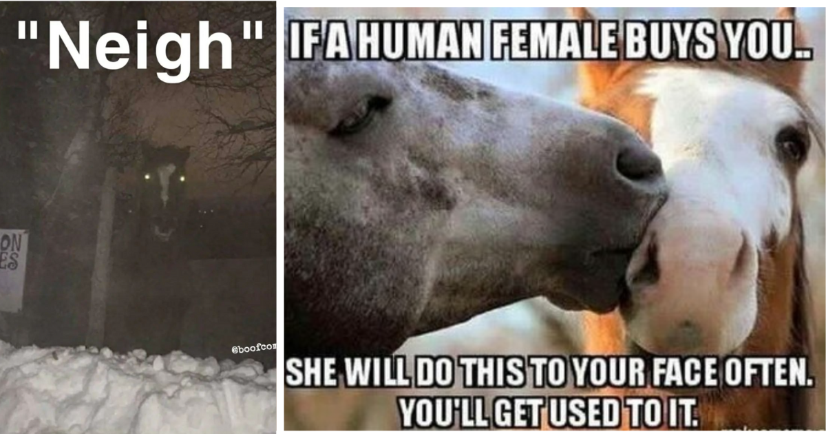 Just Horsing Around - 15 Hilarious Horse Memes To Find Your Inner Horse ...