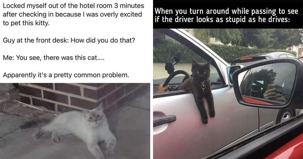 A Bunch Of Funny Cat Memes For Everyone Who Needs A Distraction From ...