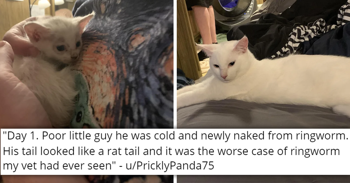 Person Finds An Extremely Sick Kitten Outside And Rescues It; Months ...