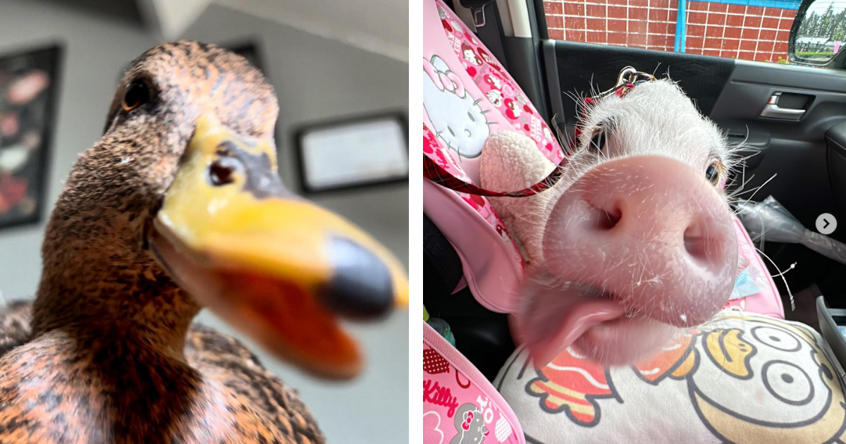 15 Barn Animals Trying To Smodder You With Boops And Bleps Through The ...