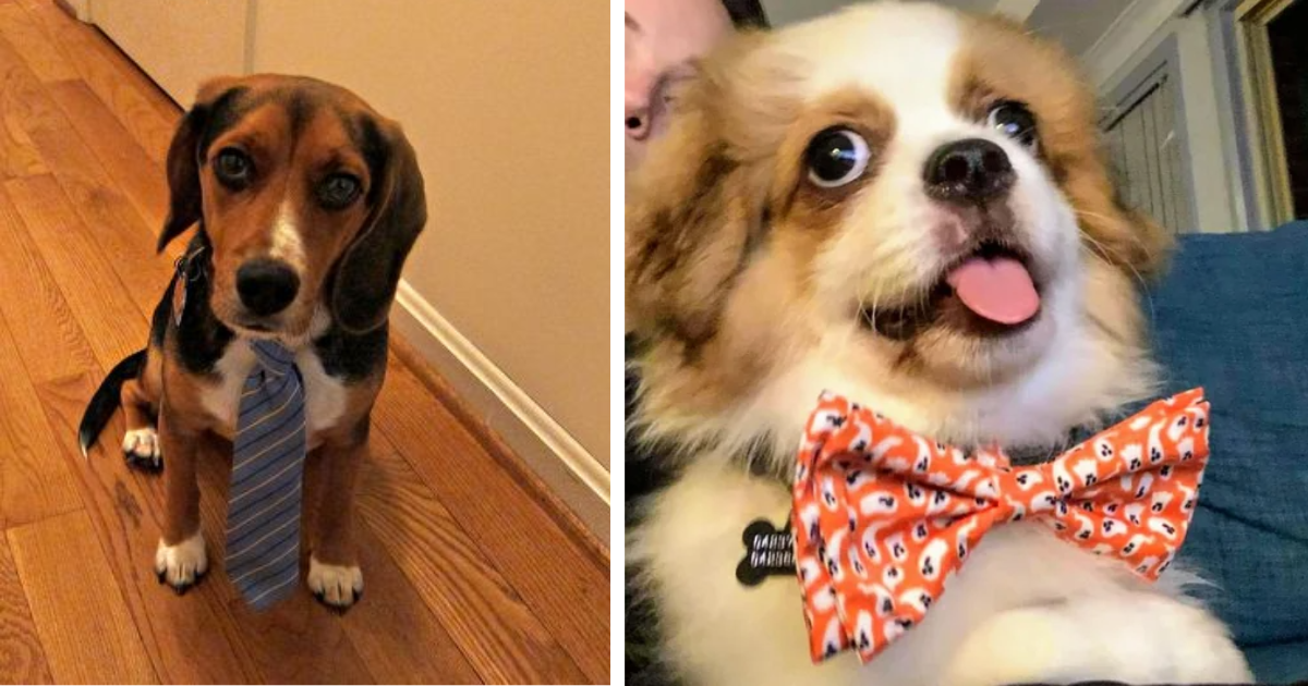 Dapper Doggos Dressed To Impress: 21 Pics Of Dogs Wearing Ties - Animal ...