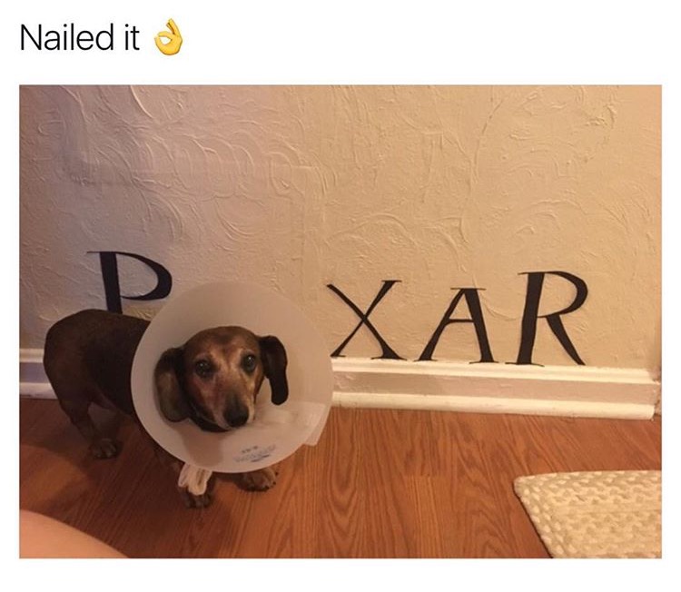 30 Dog memes for a positive Day. Puppers included - I Can Has Cheezburger?