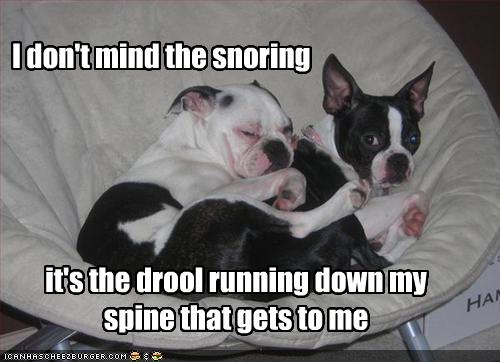 I Has A Hotdog - snoring - Funny Dog Pictures | Dog Memes | Puppy ...