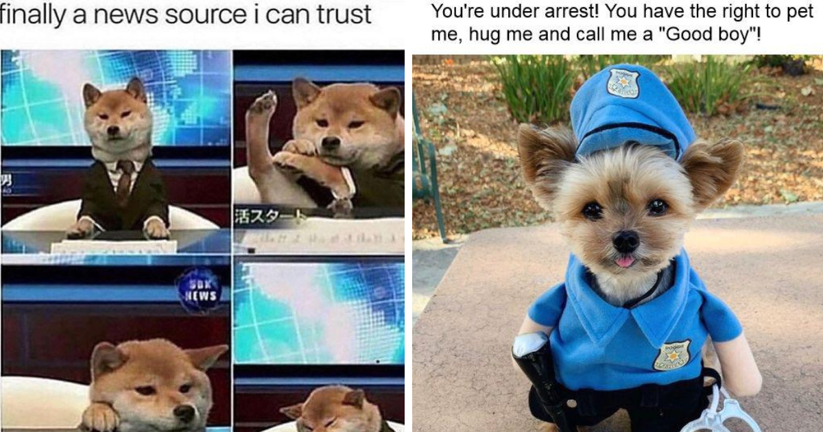 15 Wholesome Dog Pictures And Stories Hitting Us Right In The Feels ...