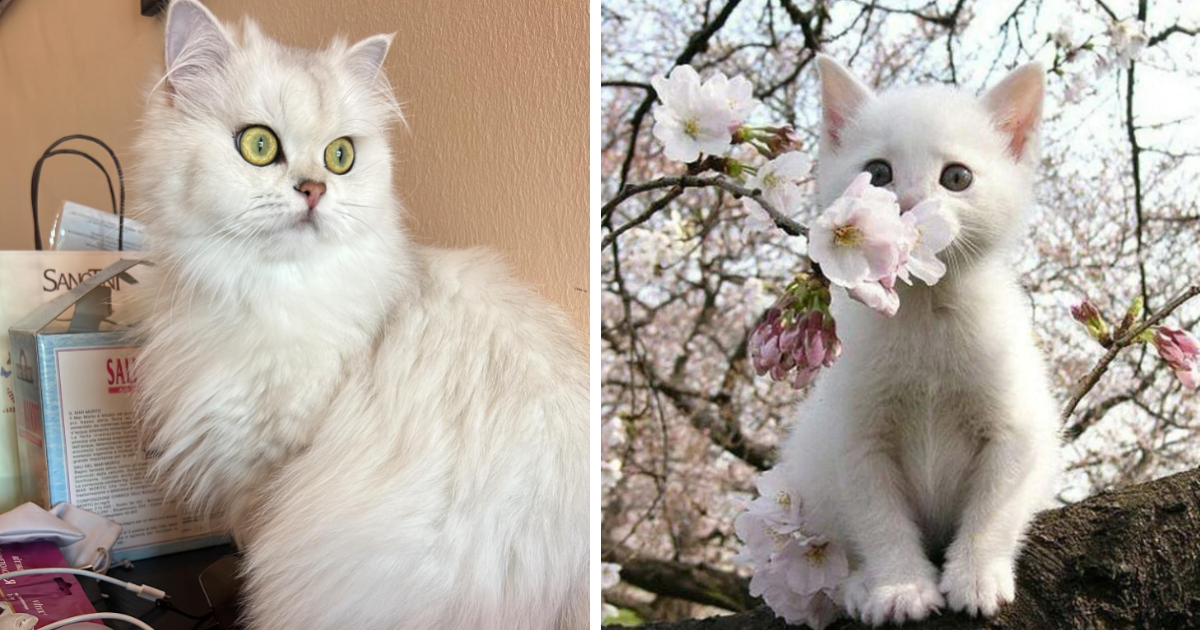 17 Pawdorable Supermodel Photogenetic Kittens Proving They Are Works Of ...