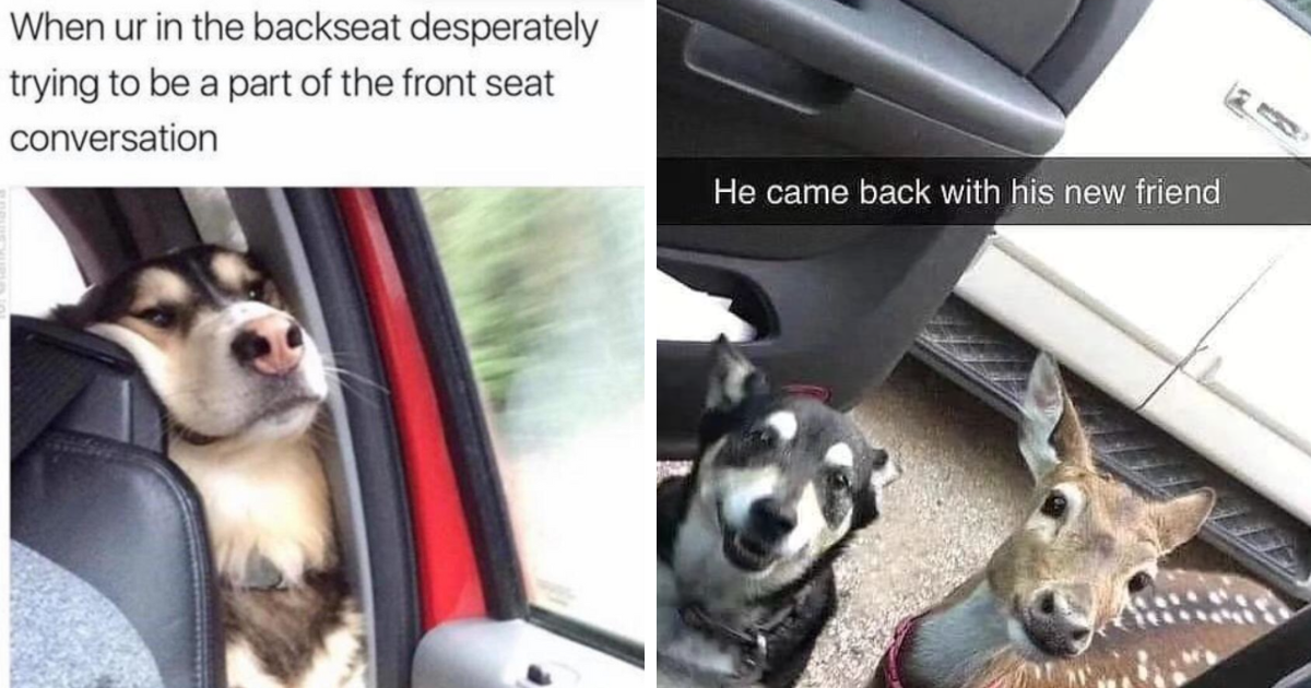 15 Top Tier Random Animal Memes That Makes Us Exhale Through Our Nose ...