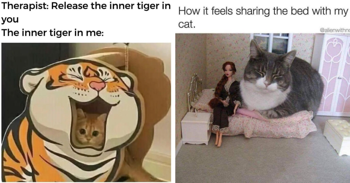 21 Brave And Pawdorable Kitties Embarking On A Hero's Journey ...