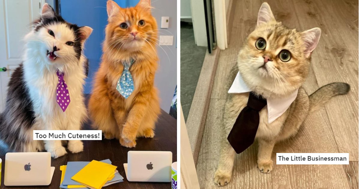 15 Little Business-Cats Hired To Be Your Personal Assistants That Will ...