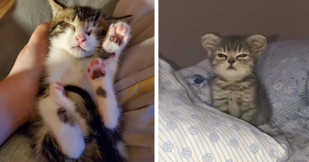 The Feline Formula: 20 Examples Of Pure, Undiluted Kitten Cuteness - I ...