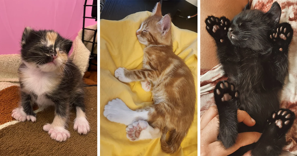 17 Pawfect Polydactyl Cats: Kitties With Extra Toe Beans To Love - I ...