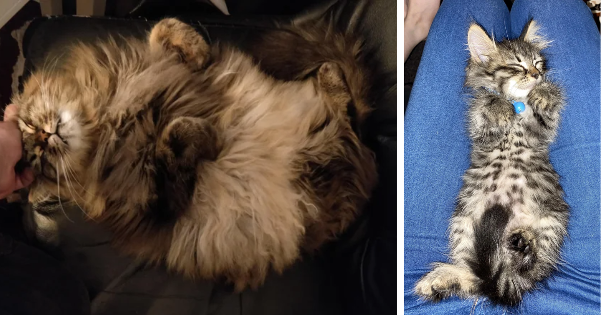 In The Left Corner: 21 Cats With A Knockout Curling Paw Technique - I ...