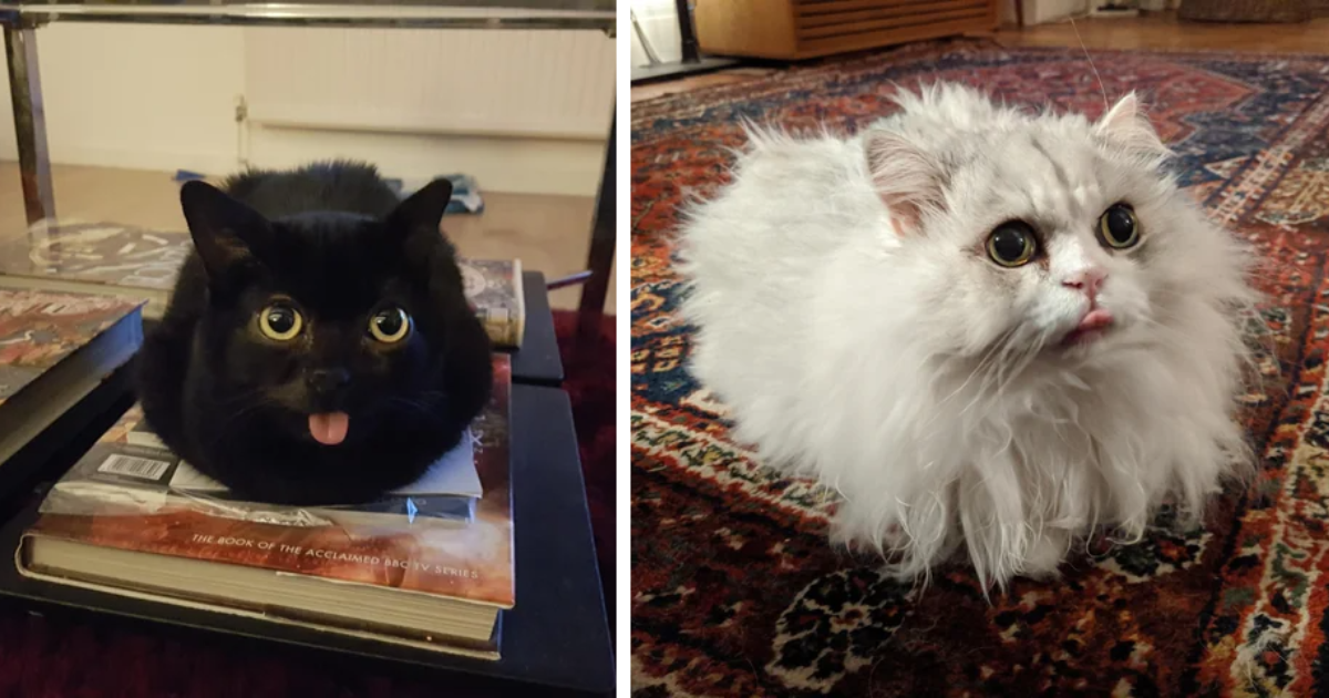 Blep Loaf Bonanza: Furry Baguettes With A Side Of Sass - I Can Has ...
